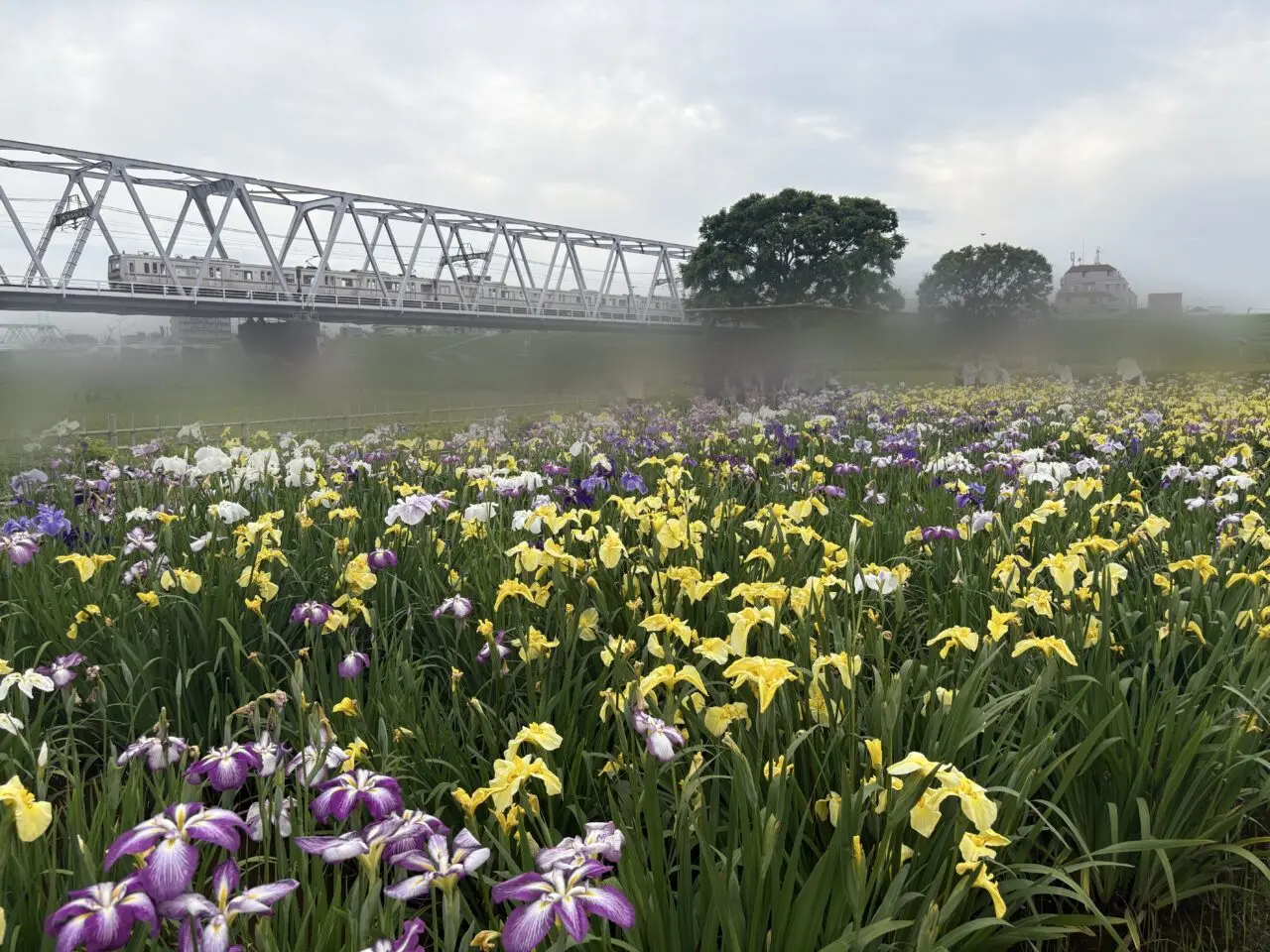 【江戸川区】土日は模擬店も！今年も小岩菖蒲園まつりが5/30〜6/14まで開催！|江戸川区|江戸川区民ニュース