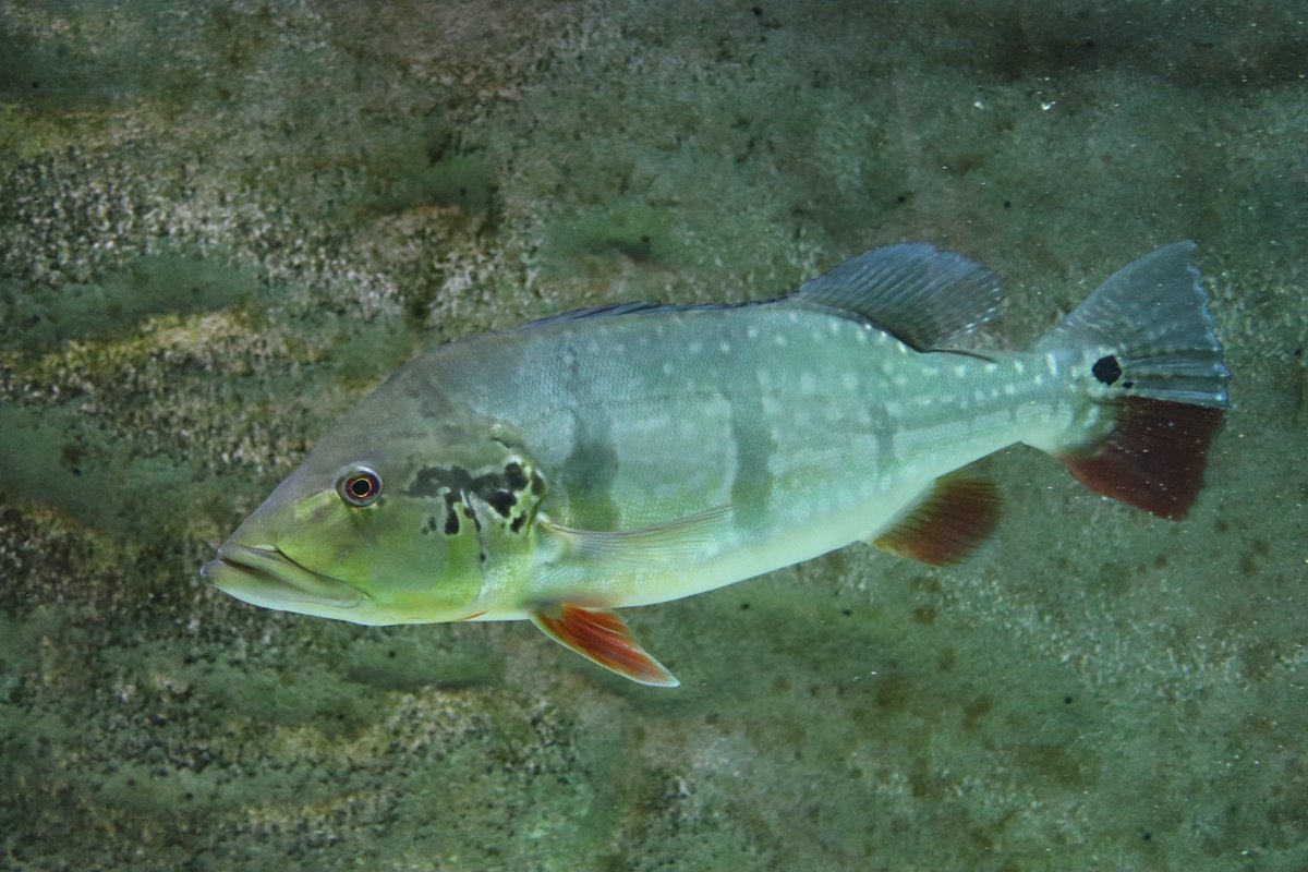 9F アマゾンゾーンにて展示中の #キクラ・テメンシス 🐟 成長すると1m近くになるシクリッドの仲間で、最大種です🙌 #カワスイ #川崎水族館 ...