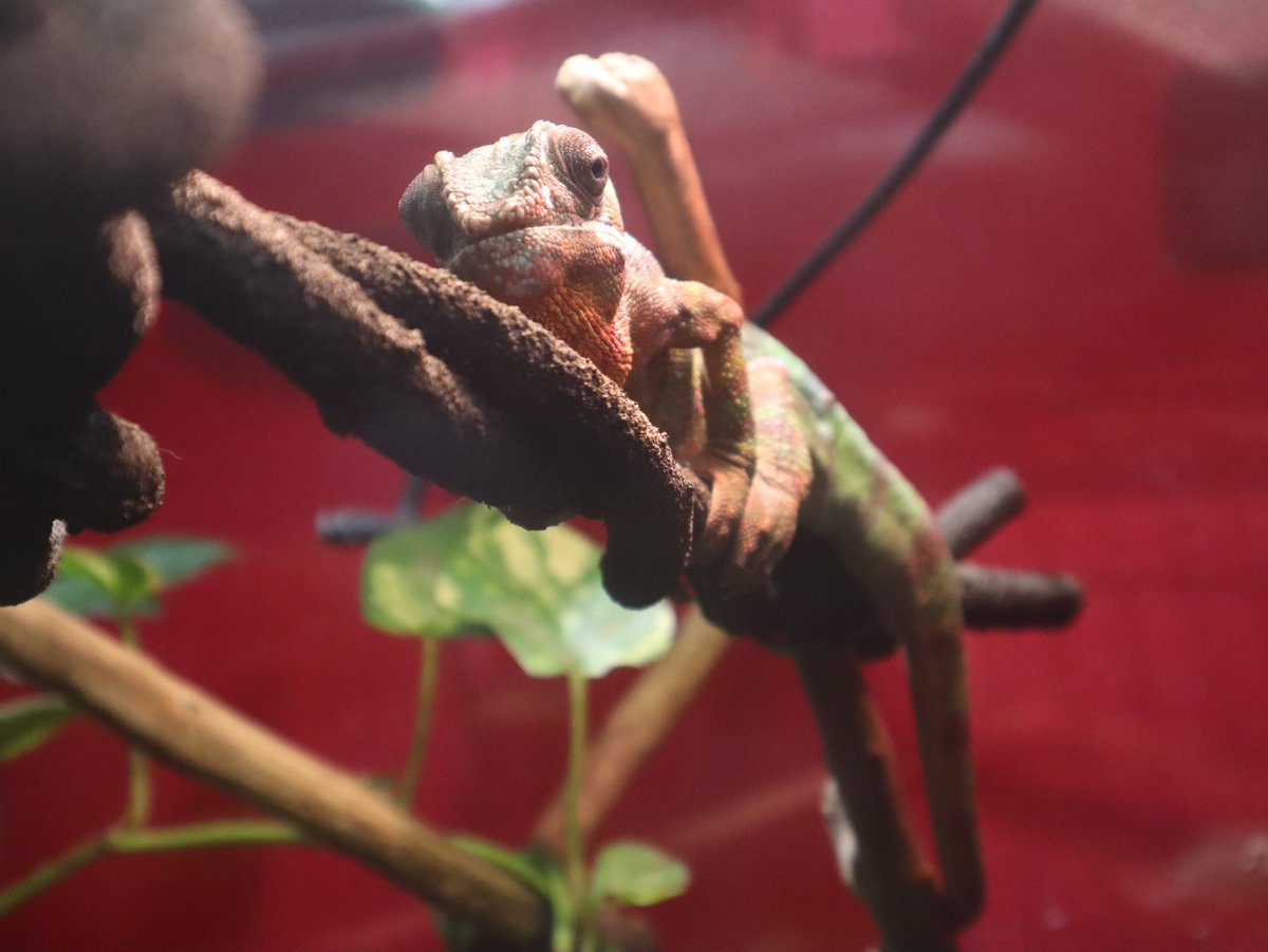 9F アフリカゾーンに展示中の #パンサーカメレオン 🦎 地上に降りることはほとんどないといわれており、カワスイでも木の上にいることが多いです ...
