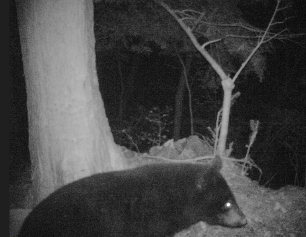 【愛称決定！～TOKYOくまっぷ～】都内のツキノワグマの出没情報を載せています。登山などでクマの生息地に入る場合は、クマ鈴をつけるなど対策を ...
